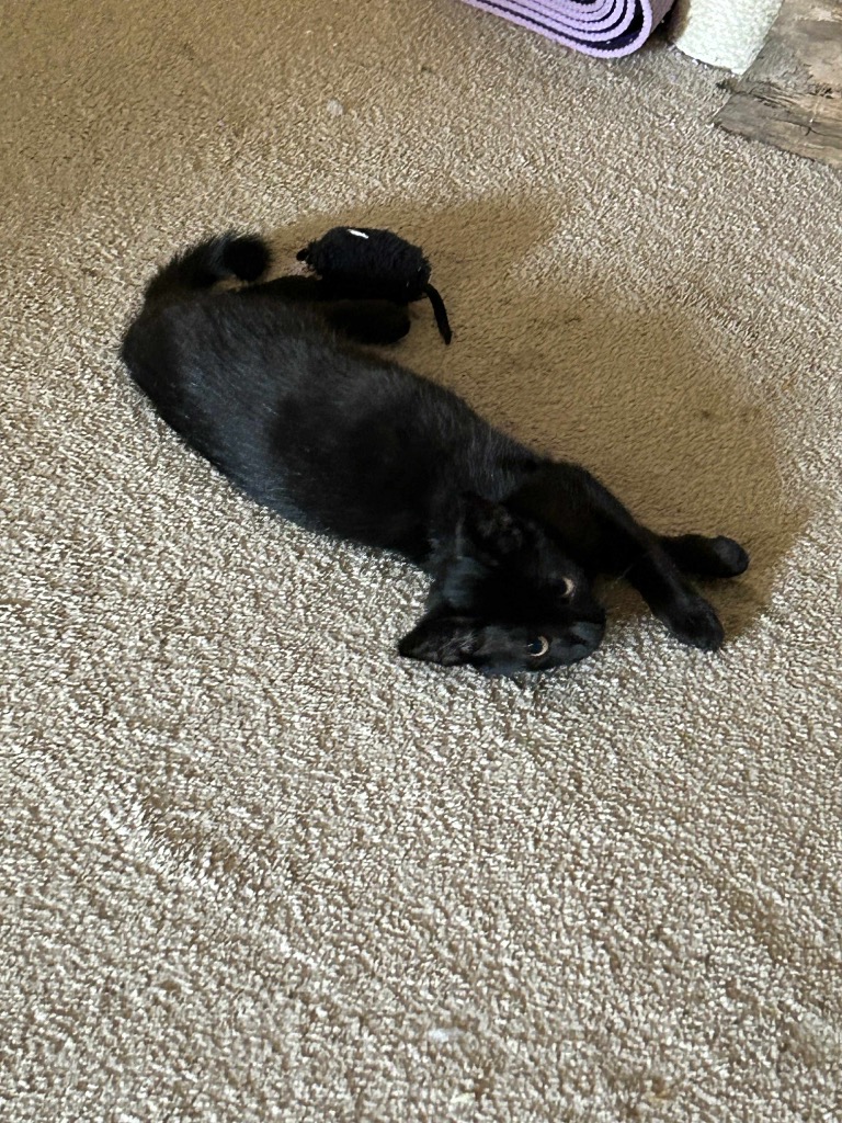 Hershey (C25-5142) – Okie Pet Rescue