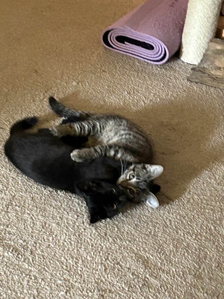 Hershey (C25-5142) – Okie Pet Rescue