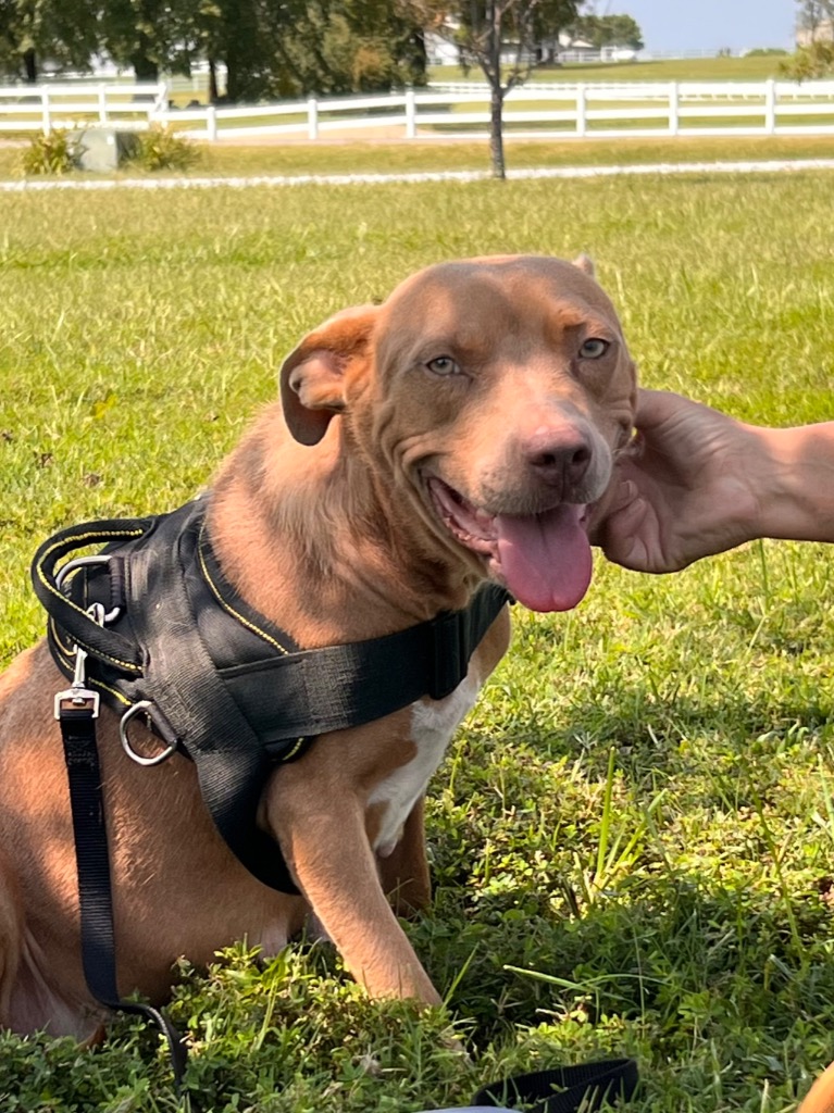 Joni Mitchell (D25-5226) – Okie Pet Rescue