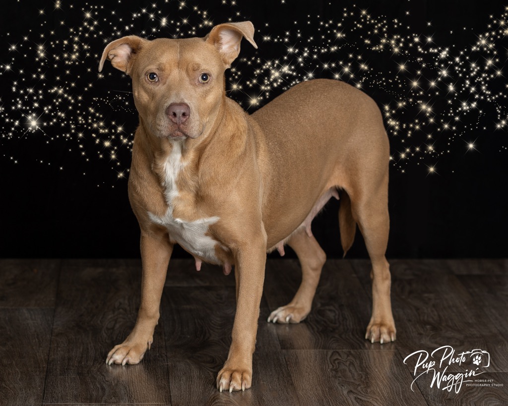 Joni Mitchell (D25-5226) – Okie Pet Rescue